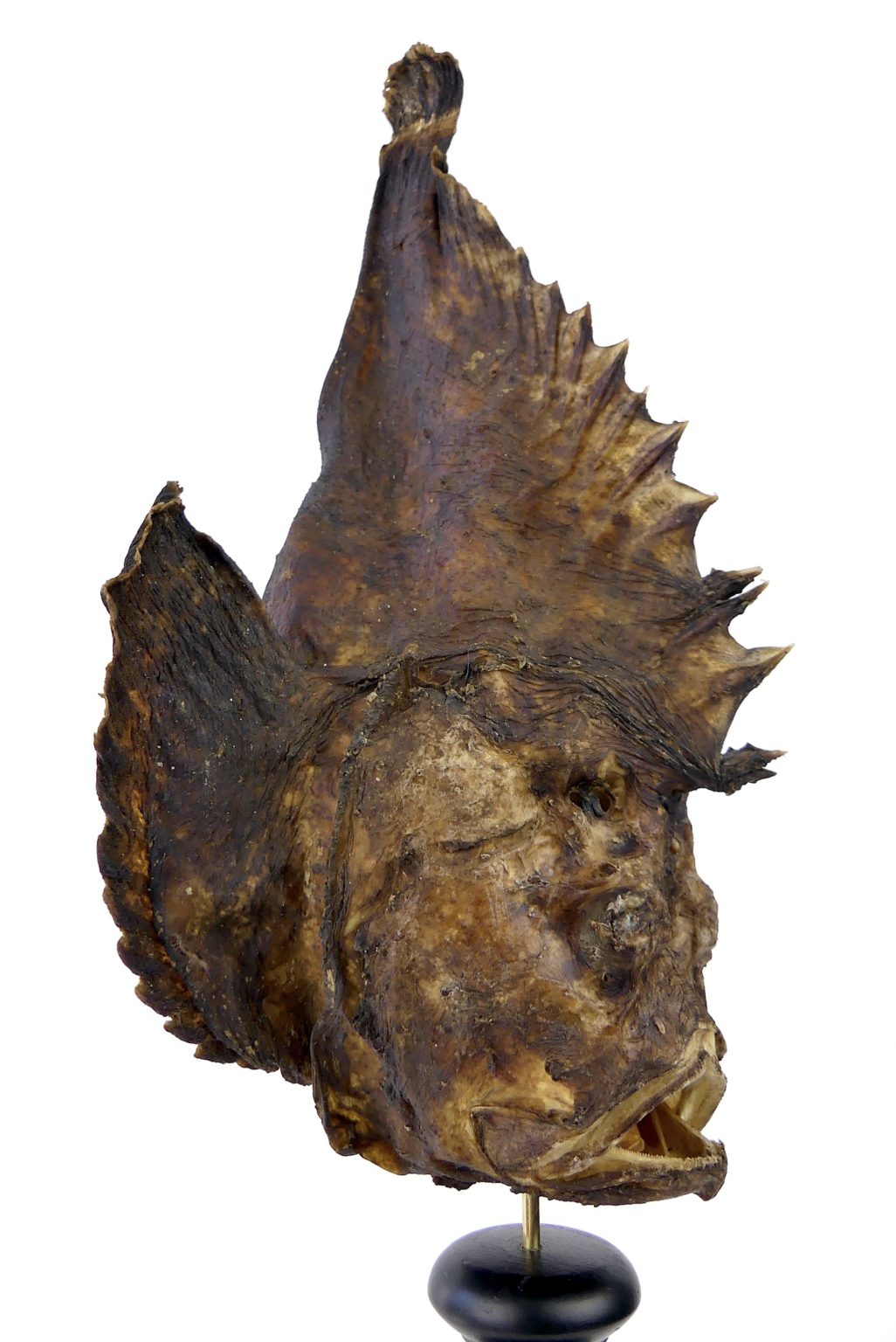 Poisson-pierre naturalisé Synanceia verrucosa sur pied - OVIRY