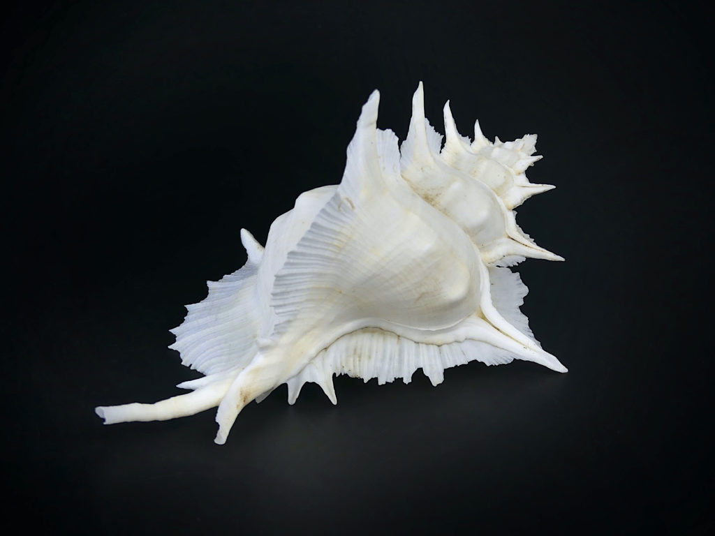 Murex Alabaster avec opercule coquillage de collection rare OVIRY