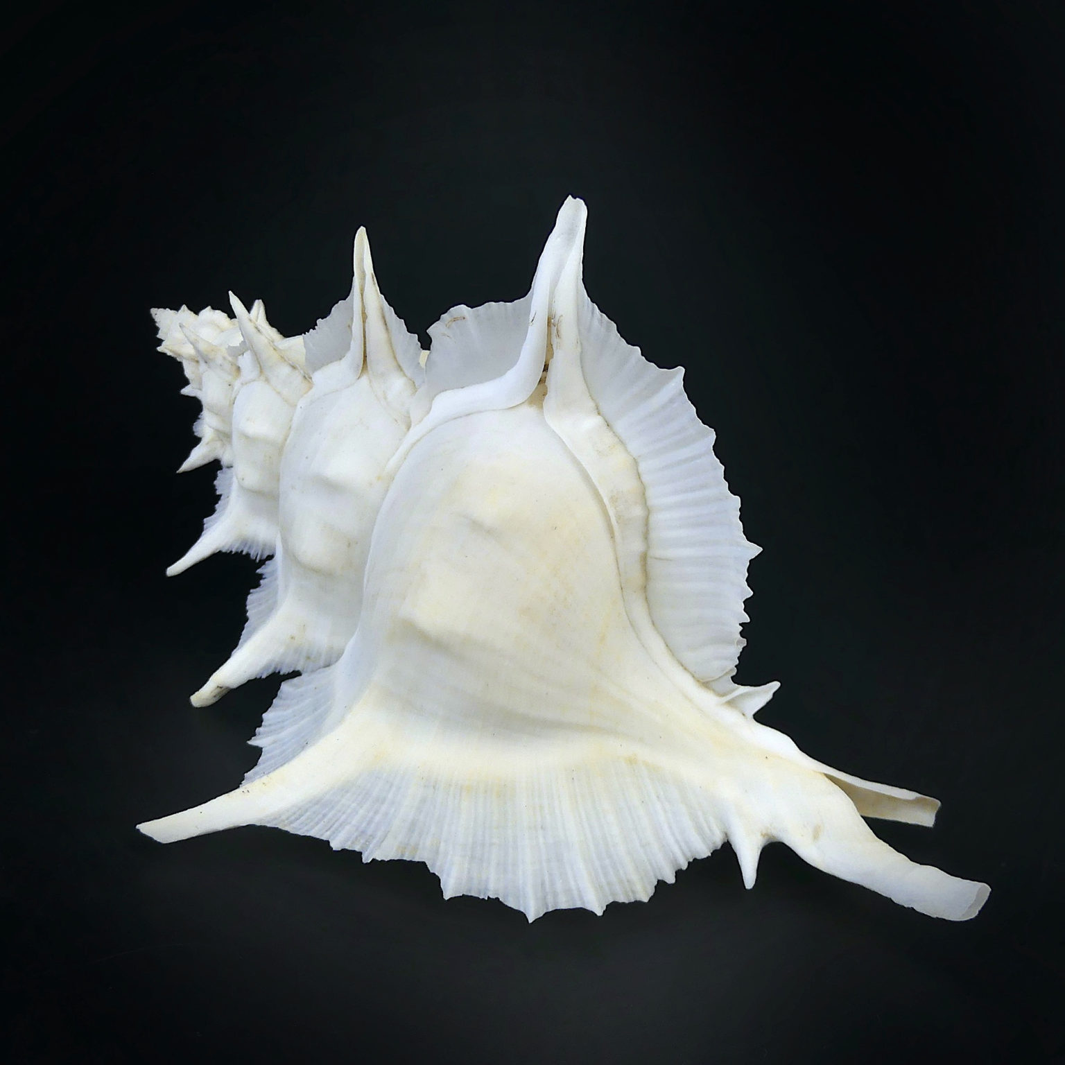 Murex Alabaster avec opercule coquillage de collection rare OVIRY