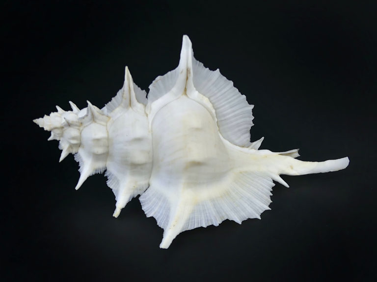 Murex Alabaster avec opercule coquillage de collection rare OVIRY