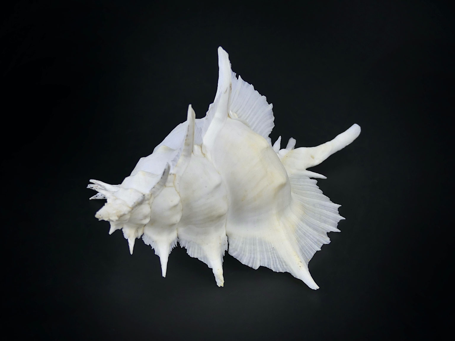 Murex Alabaster avec opercule coquillage de collection rare OVIRY