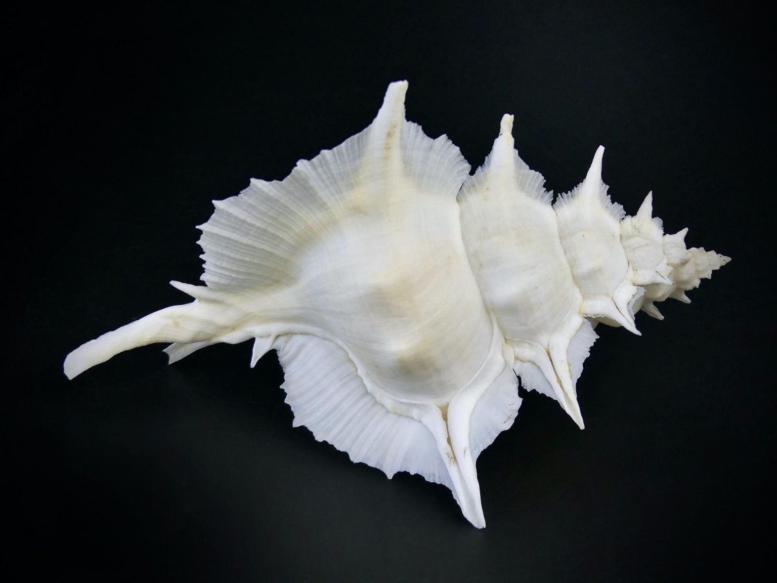 Murex Alabaster avec opercule coquillage de collection rare OVIRY