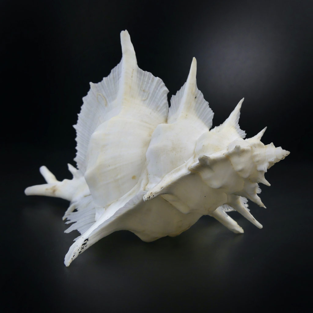 Murex Alabaster avec opercule coquillage de collection rare OVIRY