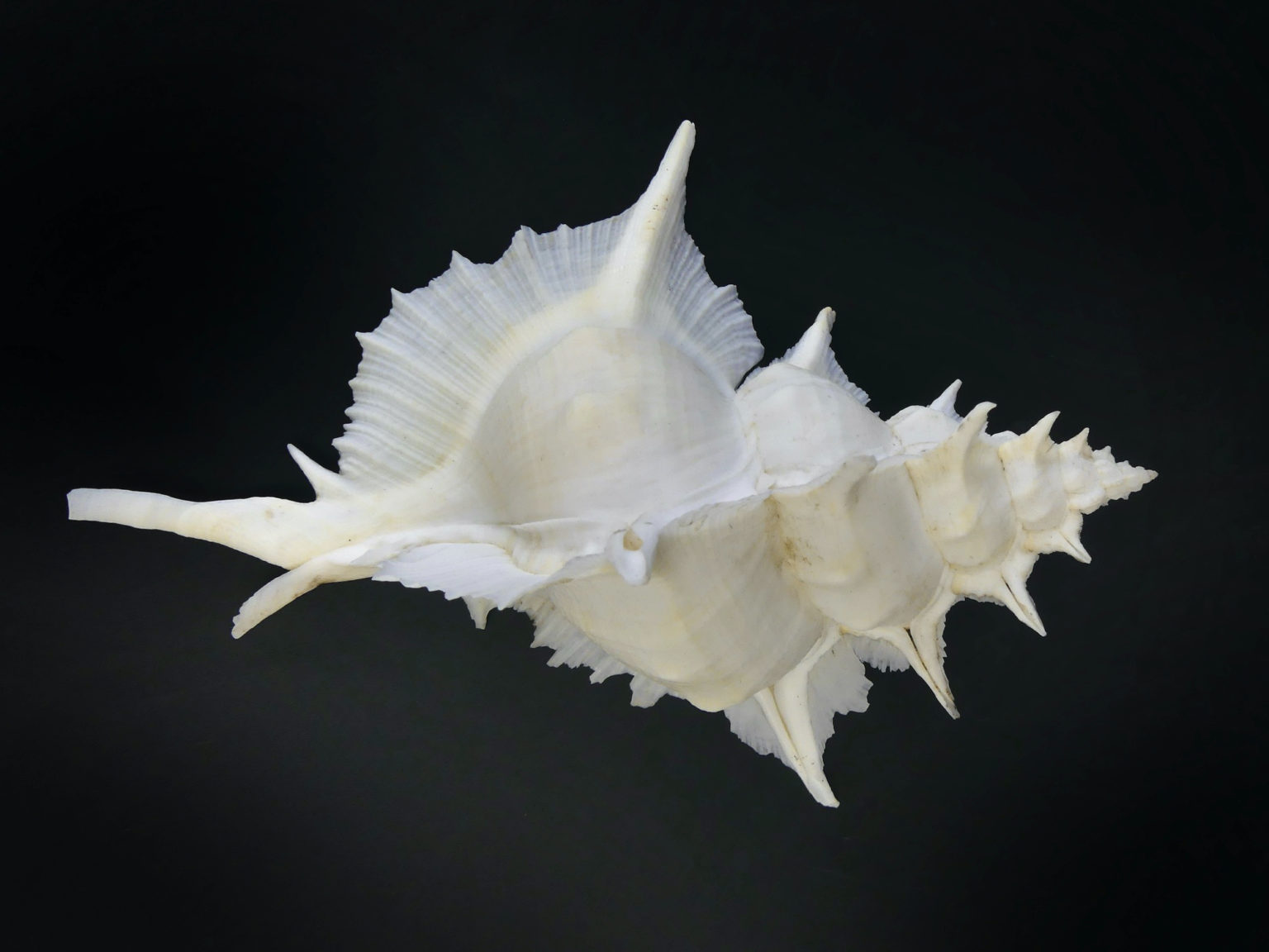 Murex Alabaster avec opercule coquillage de collection rare OVIRY