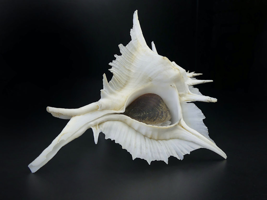 Murex Alabaster avec opercule coquillage de collection rare OVIRY