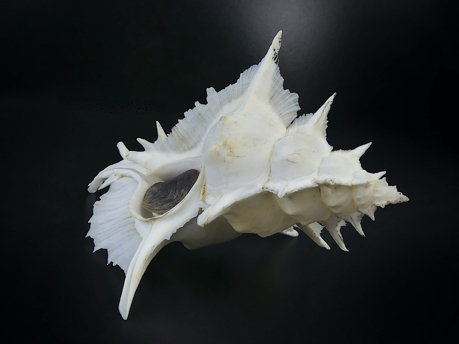 Murex Alabaster avec opercule coquillage de collection rare OVIRY