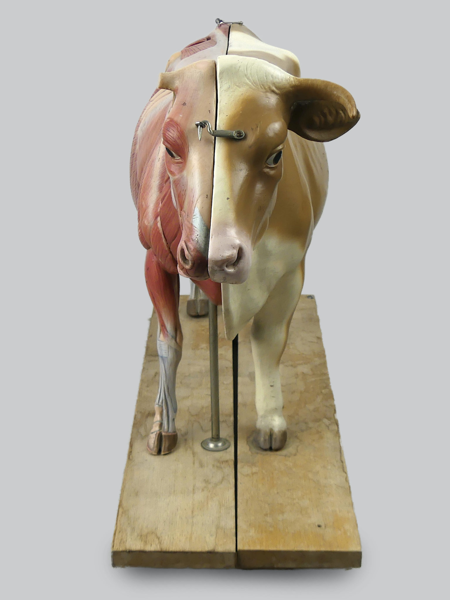 Modèle anatomique de vache didactique SOMSO - 1970 - OVIRY