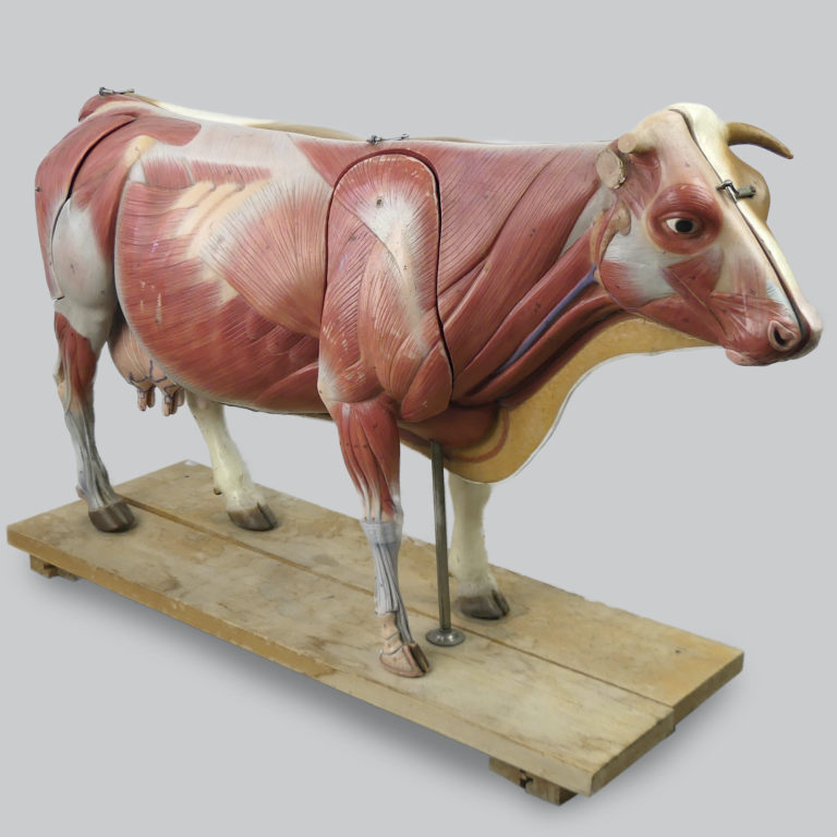 Modèle anatomique de vache didactique SOMSO - 1970 - OVIRY