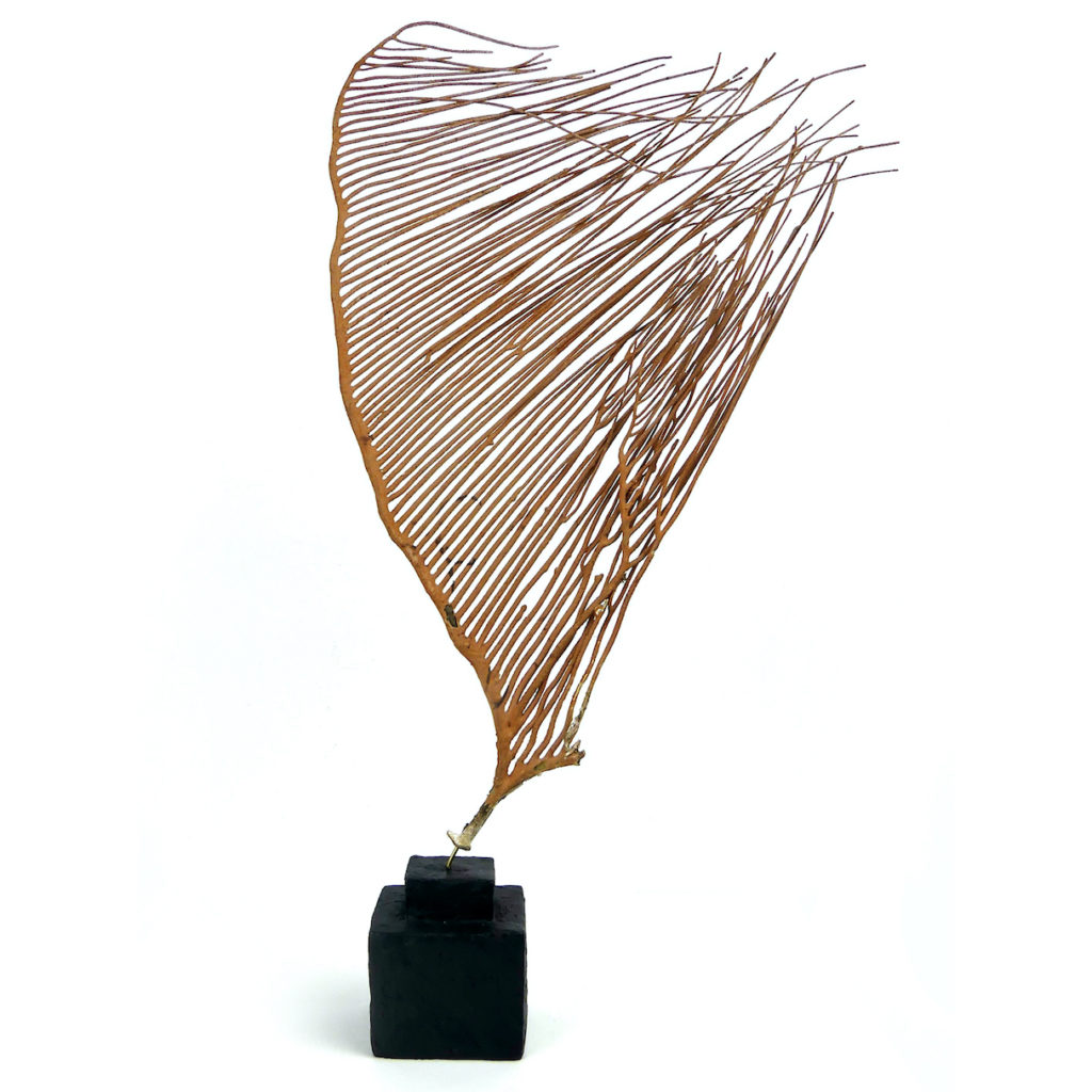 Grande gorgone lyre Ctenocella pectinata sur pied cubique OVIRY