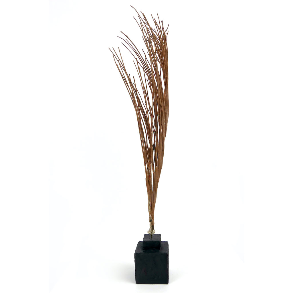 Grande gorgone lyre Ctenocella pectinata sur pied cubique OVIRY