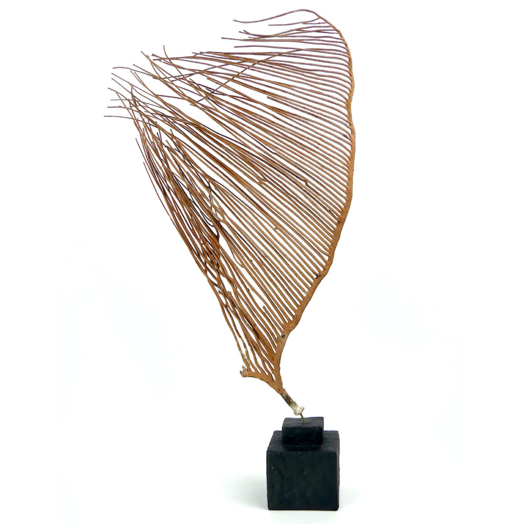 Grande gorgone lyre Ctenocella pectinata sur pied cubique OVIRY
