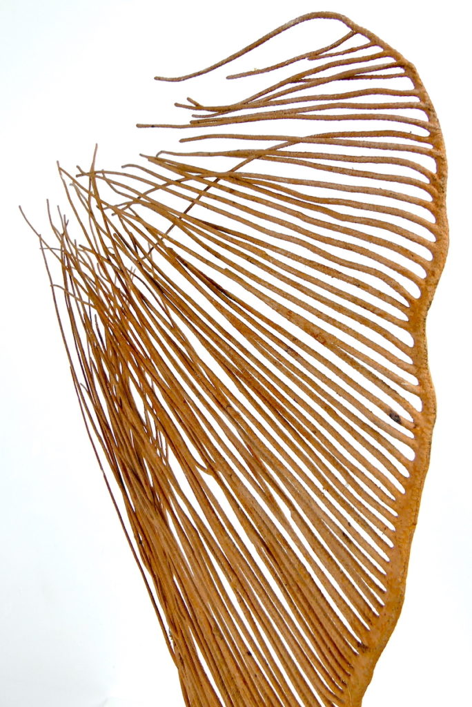Grande gorgone lyre Ctenocella pectinata sur pied cubique OVIRY