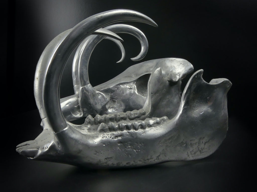 Crâne de babiroussa moulé en fonte d’aluminium - OVIRY
