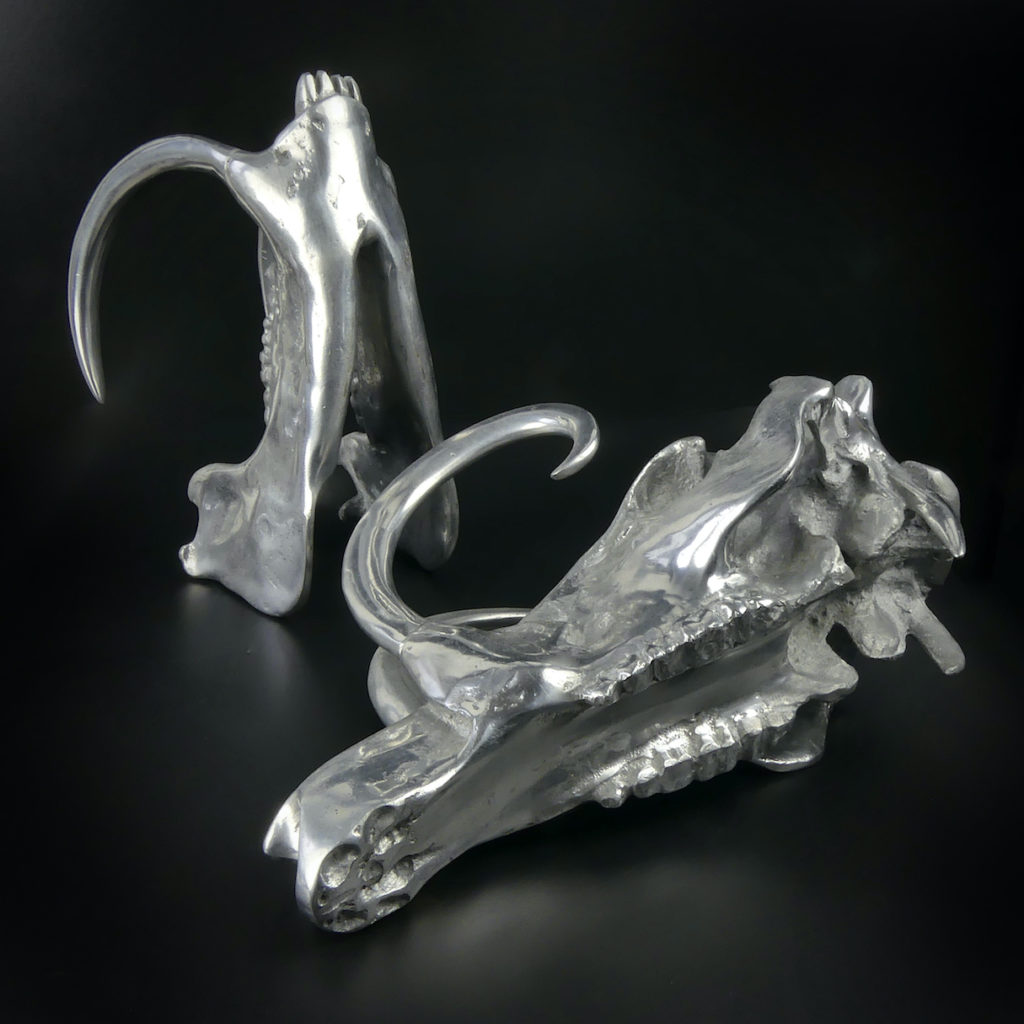 Crâne de babiroussa moulé en fonte d’aluminium - OVIRY