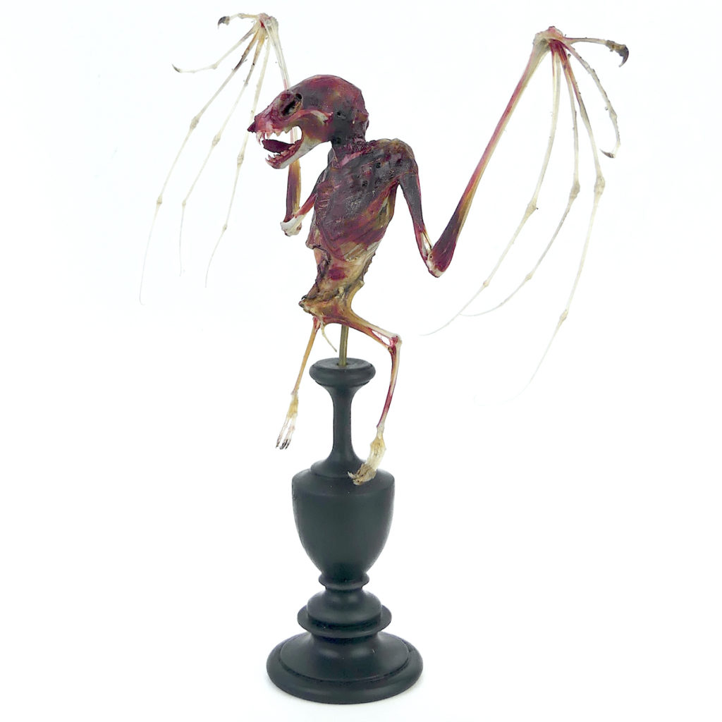 Écorché de chauve-souris Eonycteris spelaea sur pied - OVIRY