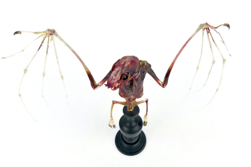 Écorché de chauve-souris Eonycteris spelaea sur pied - OVIRY