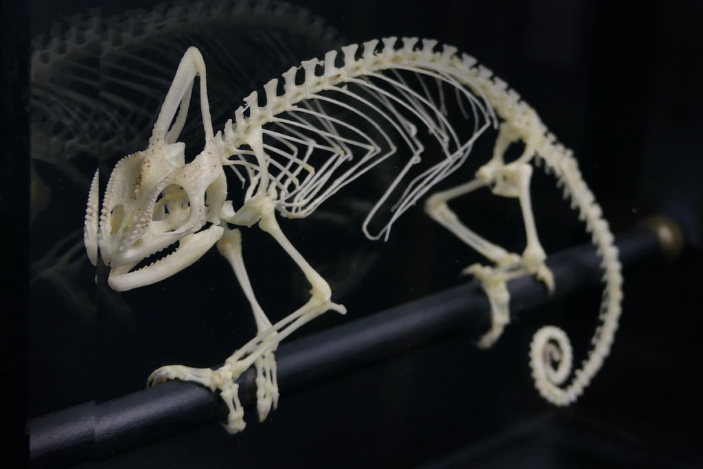 Squelette de caméléon casqué dans son cadre noir sur pied OVIRY