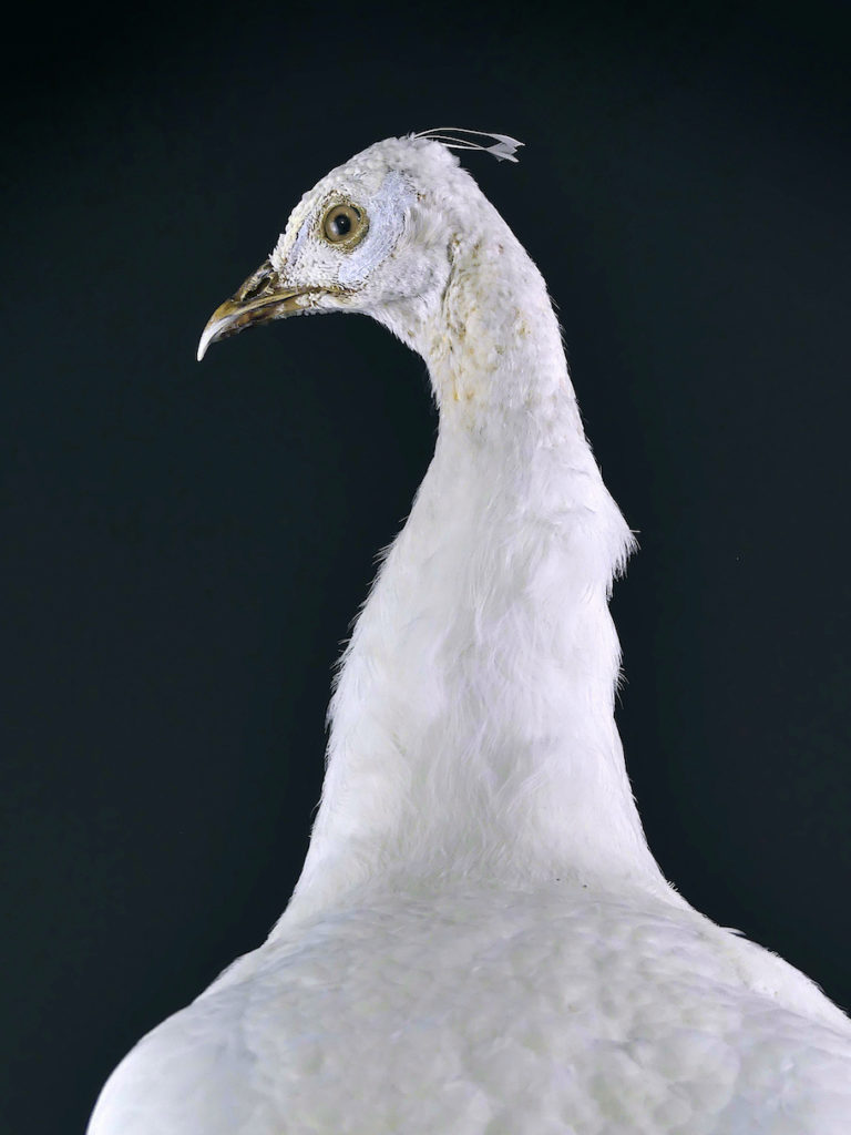 Paon blanc Pavo albus naturalisé sur socle Taxidermie rare OVIRY