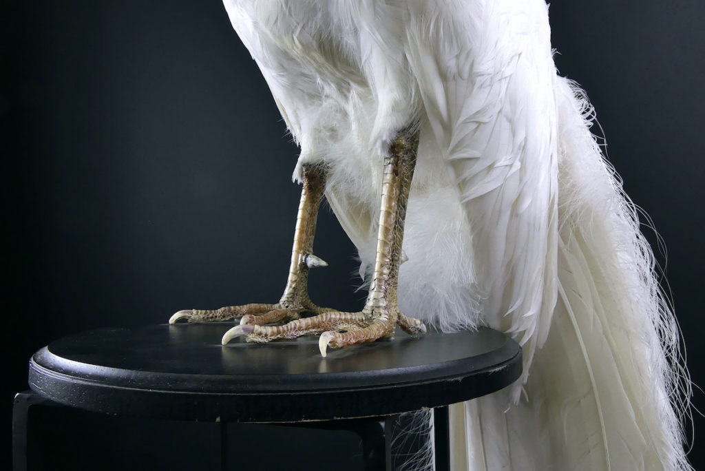 Paon blanc Pavo albus naturalisé sur socle Taxidermie rare OVIRY