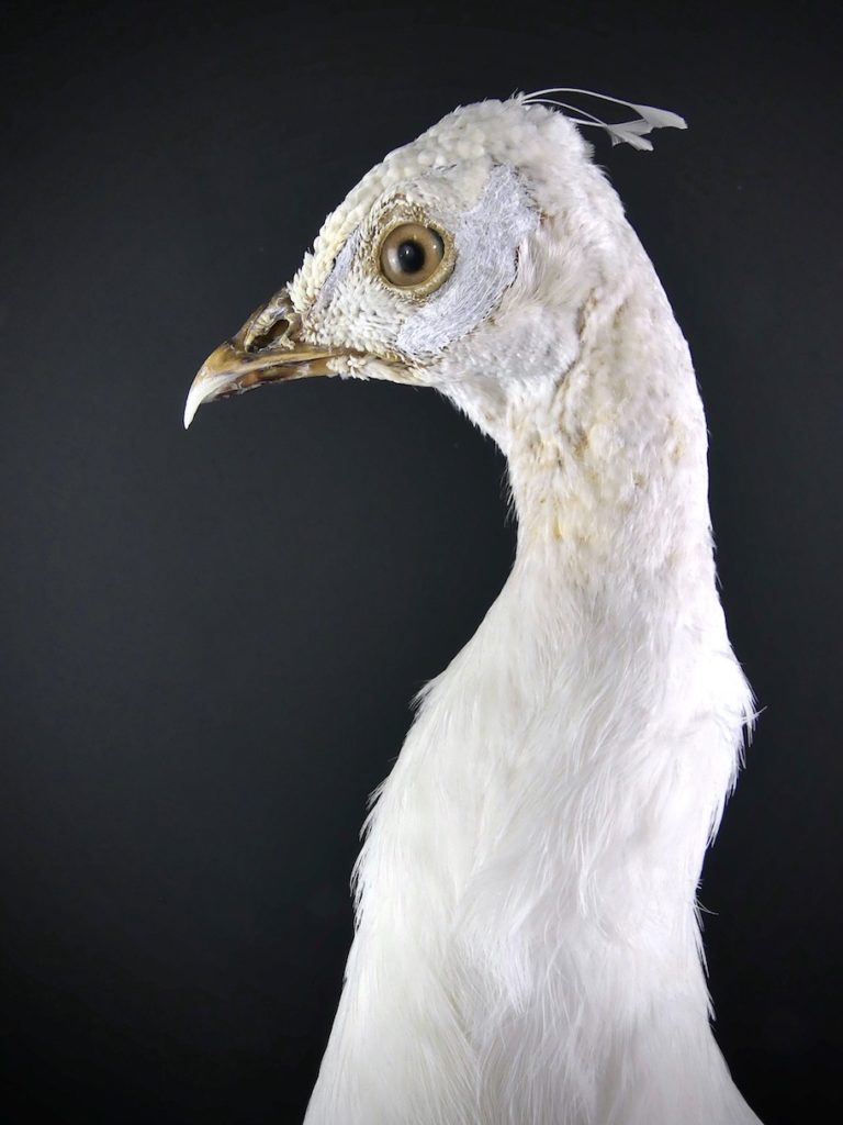 Paon blanc Pavo albus naturalisé sur socle Taxidermie rare OVIRY