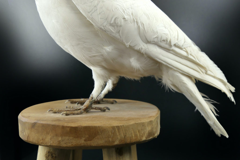 Colombe blanche naturalisée Columba livia sur tabouret - OVIRY