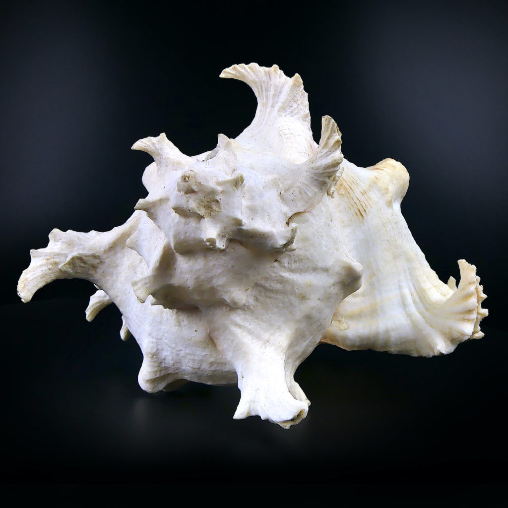 Grand murex ramosus Chicoreus ramosus Curiosité marine OVIRY