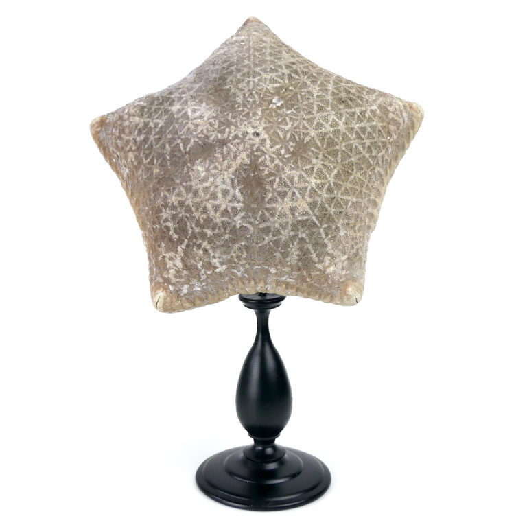 Grande Halityle regularis étoile de mer coussin sur pied - OVIRY