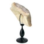 Grande Halityle regularis étoile de mer coussin sur pied - OVIRY