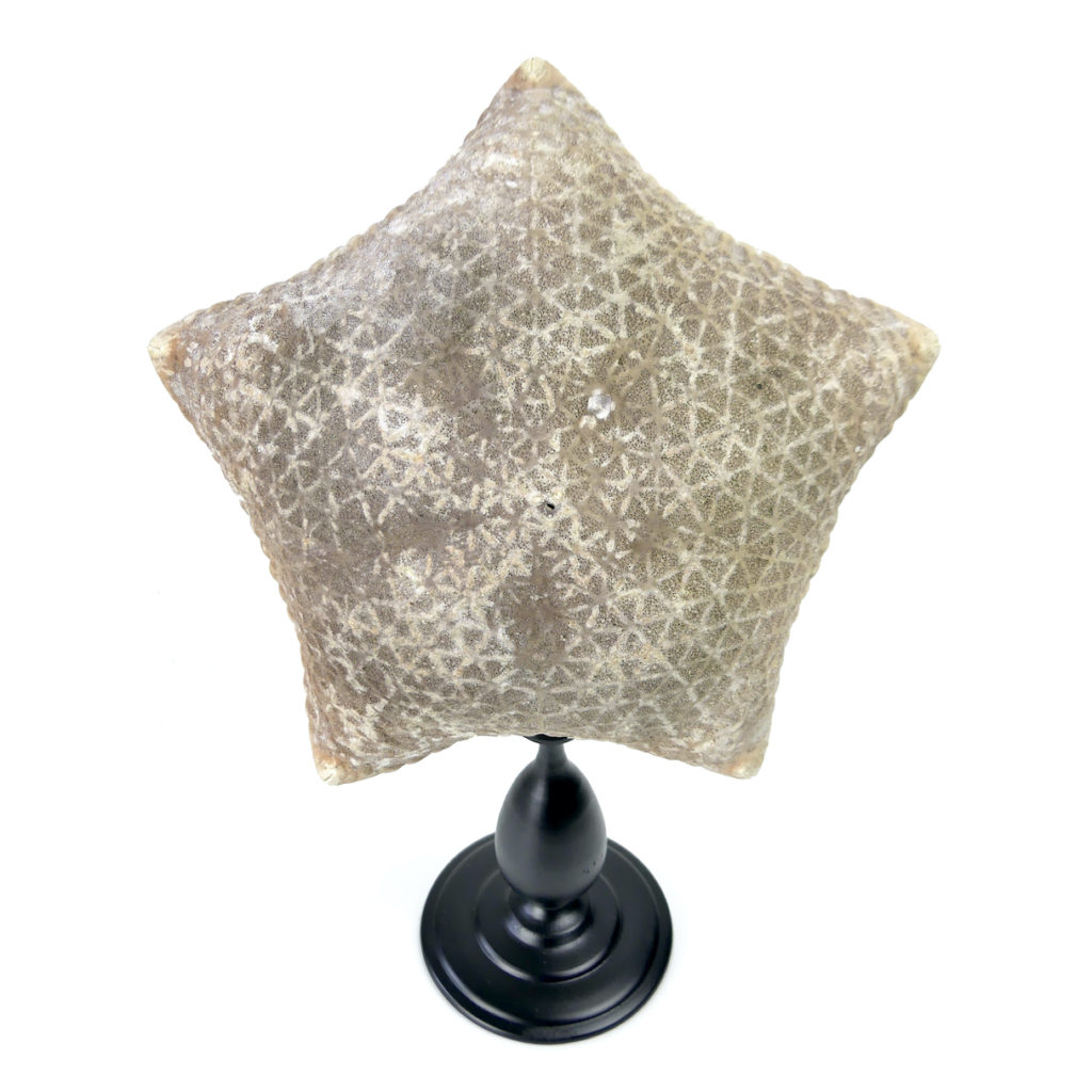 Grande Halityle regularis étoile de mer coussin sur pied - OVIRY