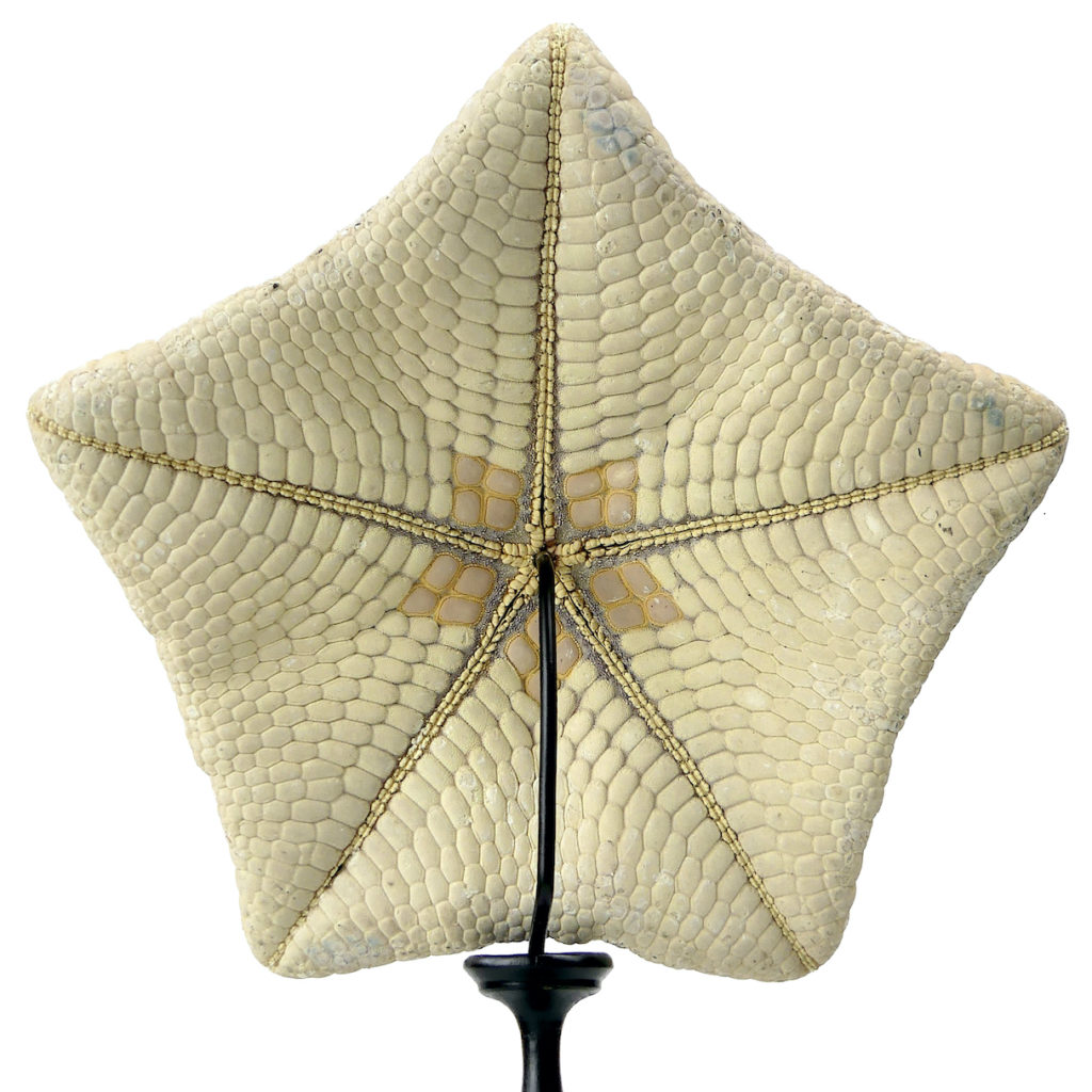 Grande Halityle regularis étoile de mer coussin sur pied - OVIRY