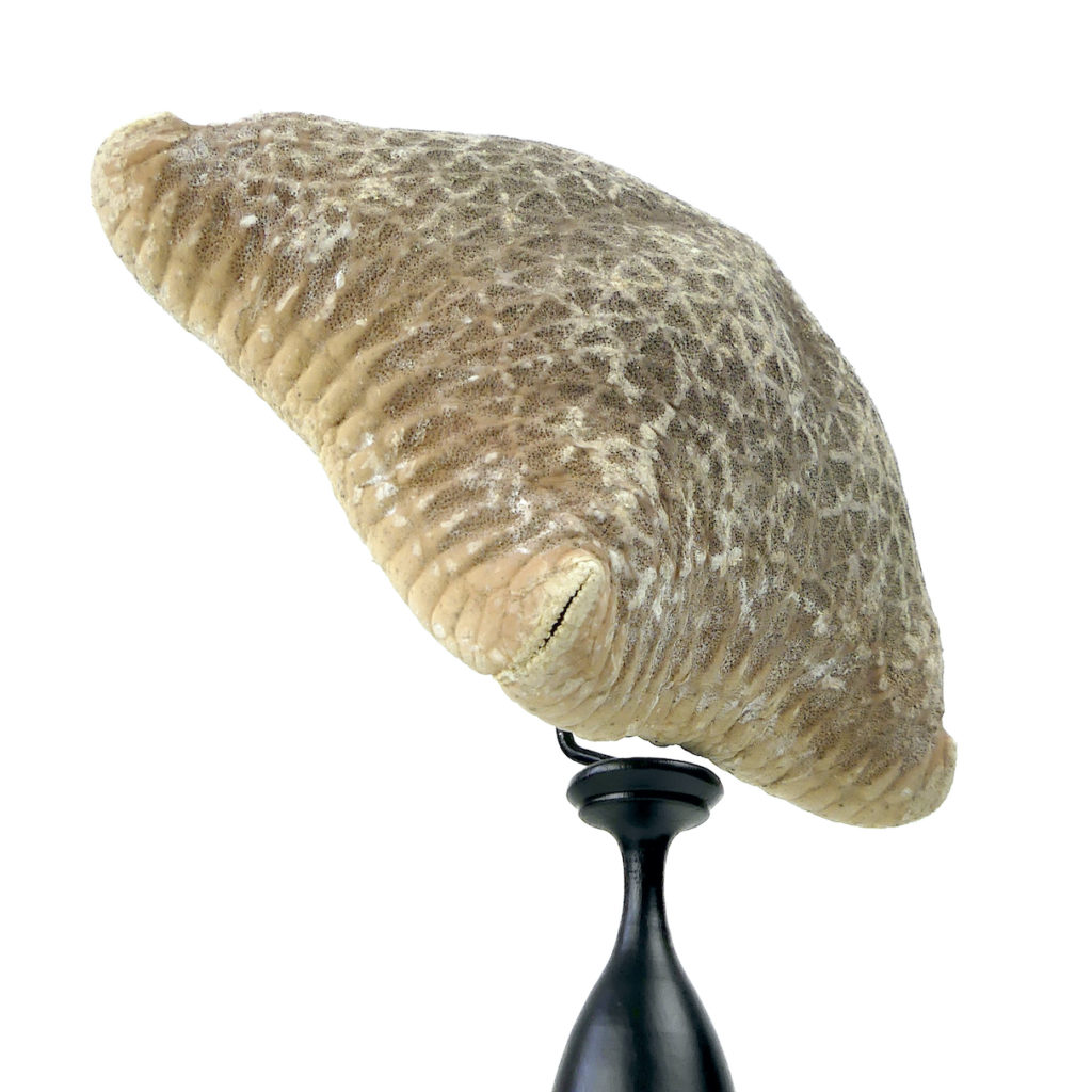 Grande Halityle regularis étoile de mer coussin sur pied - OVIRY