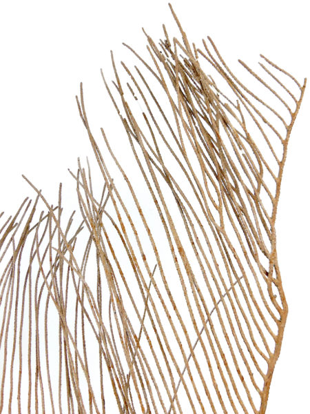 Gorgone lyre ctenocella pectinata sur pied - Curiosité de la mer