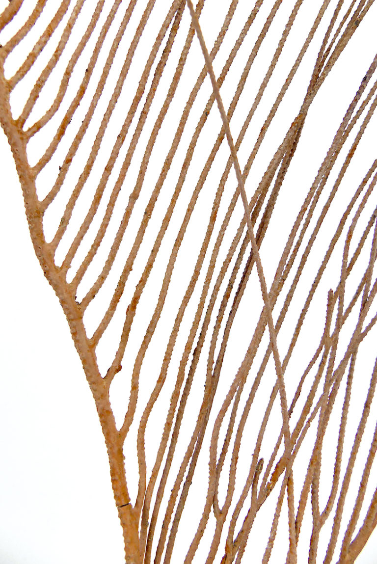 Gorgone lyre ctenocella pectinata sur pied - Curiosité de la mer