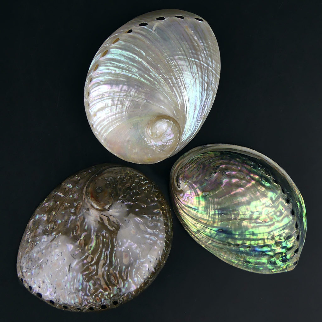 3 coquilles d’ormeau polies irisées Haliotis Oreilles de mer - OVIRY