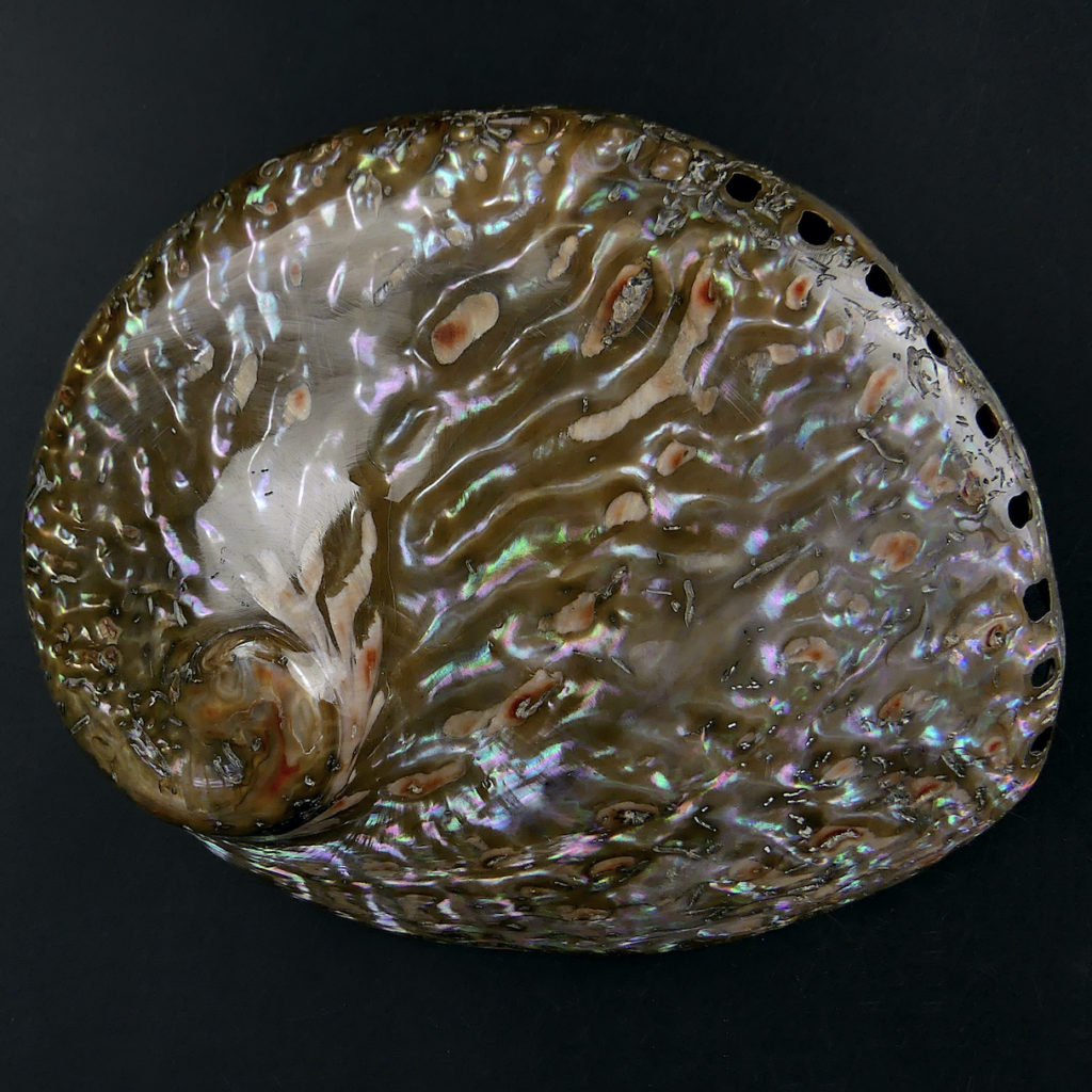 3 coquilles d’ormeau polies irisées Haliotis Oreilles de mer - OVIRY